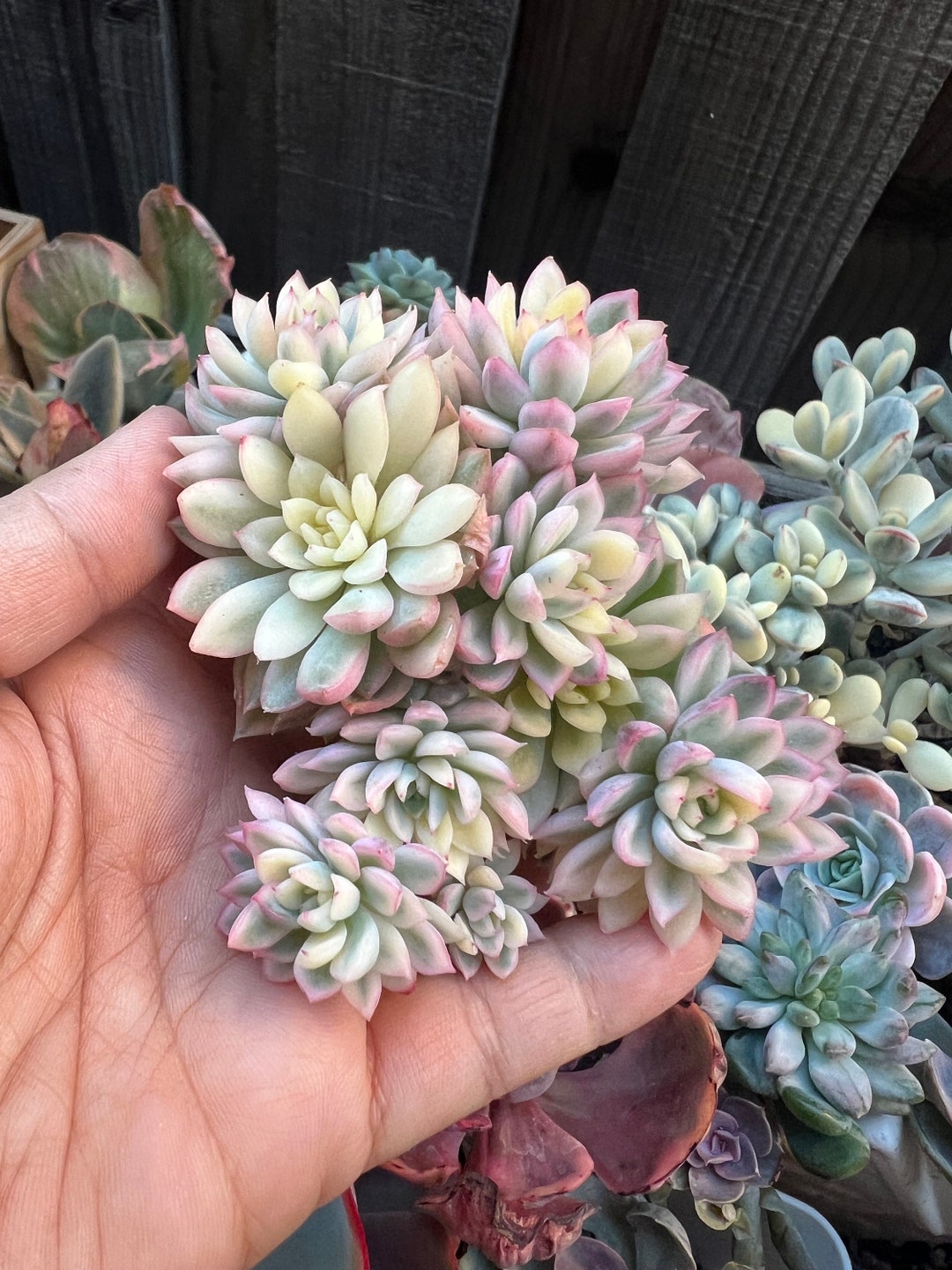 Echeveria Variegated Mebina Succulent - Etsy
