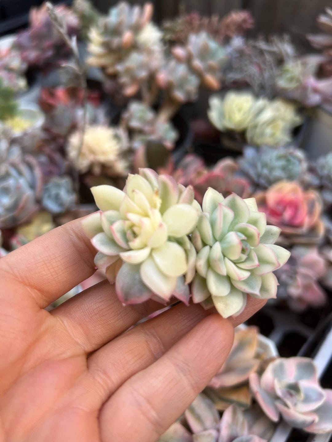 Echeveria Mebina Variegated Succulent - Etsy