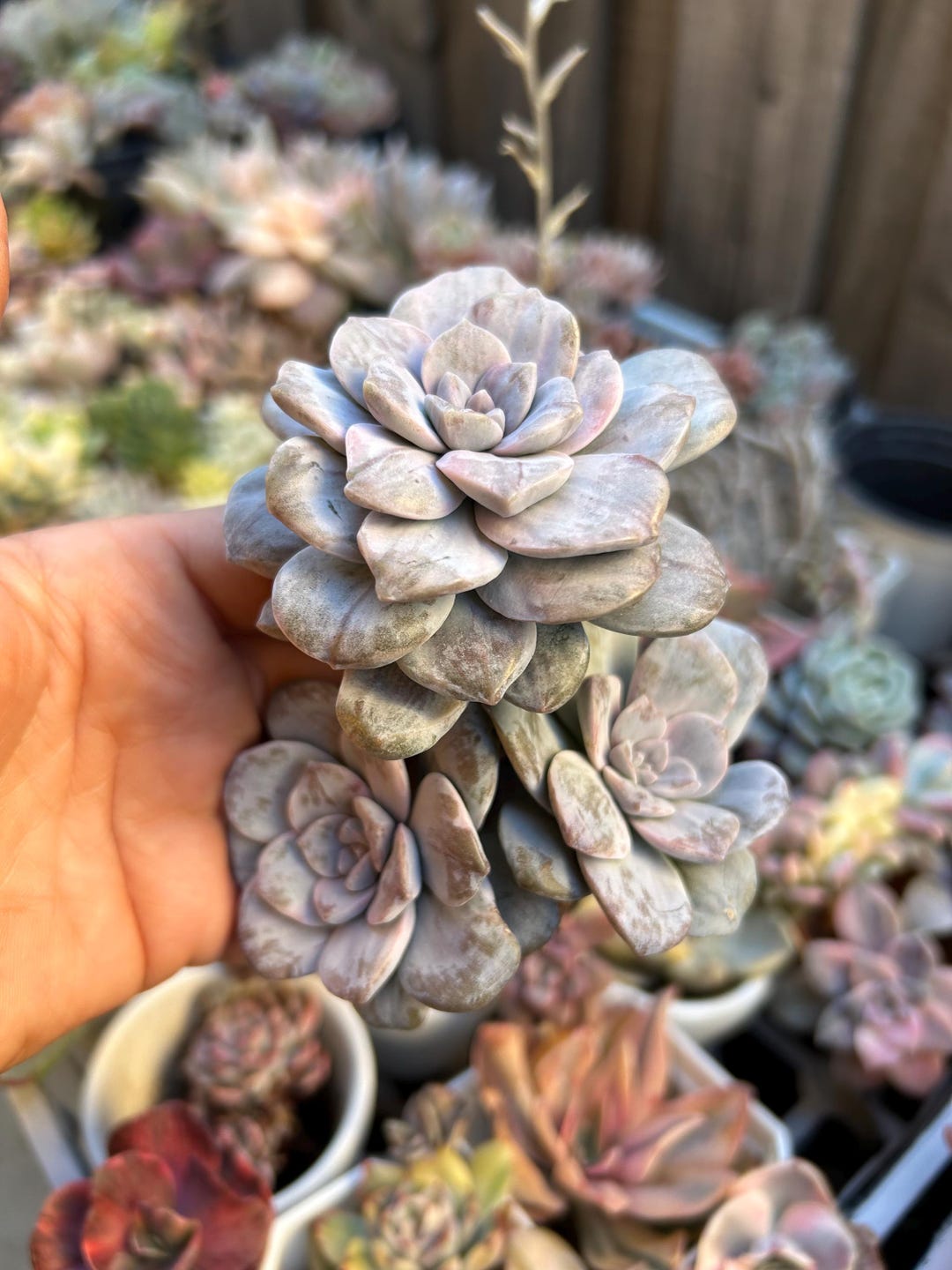 Echeveria Graptoveria Silverbum Succulent - Etsy