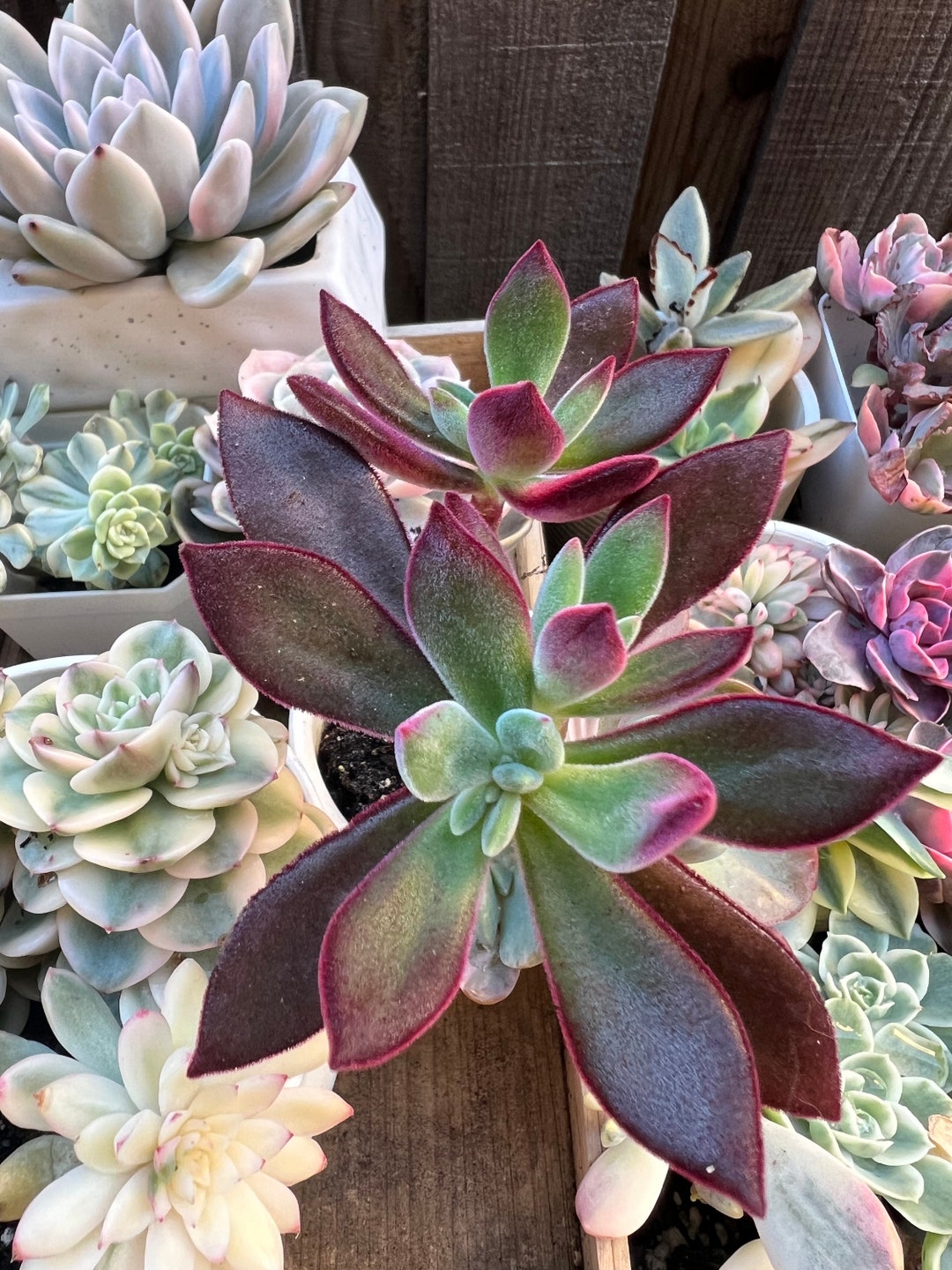 Echeveria Ruby Slippers Pink Red Succulent - Etsy