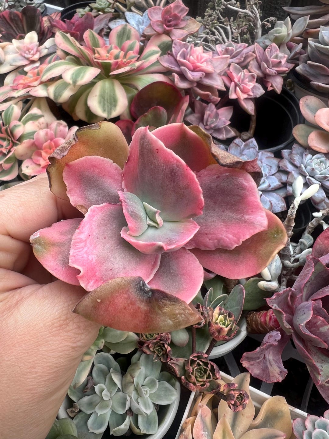 Echeveria Pink Rose Rock Succulent - Etsy