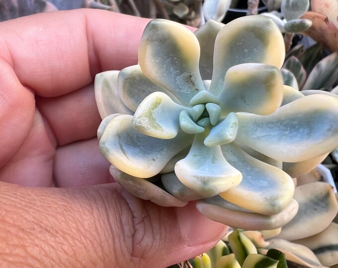 Graptoveria Grande Palace Variegated - Etsy