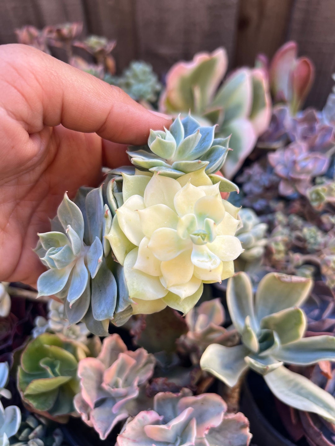 Echeveria Bluette Variegated Cluster - Etsy