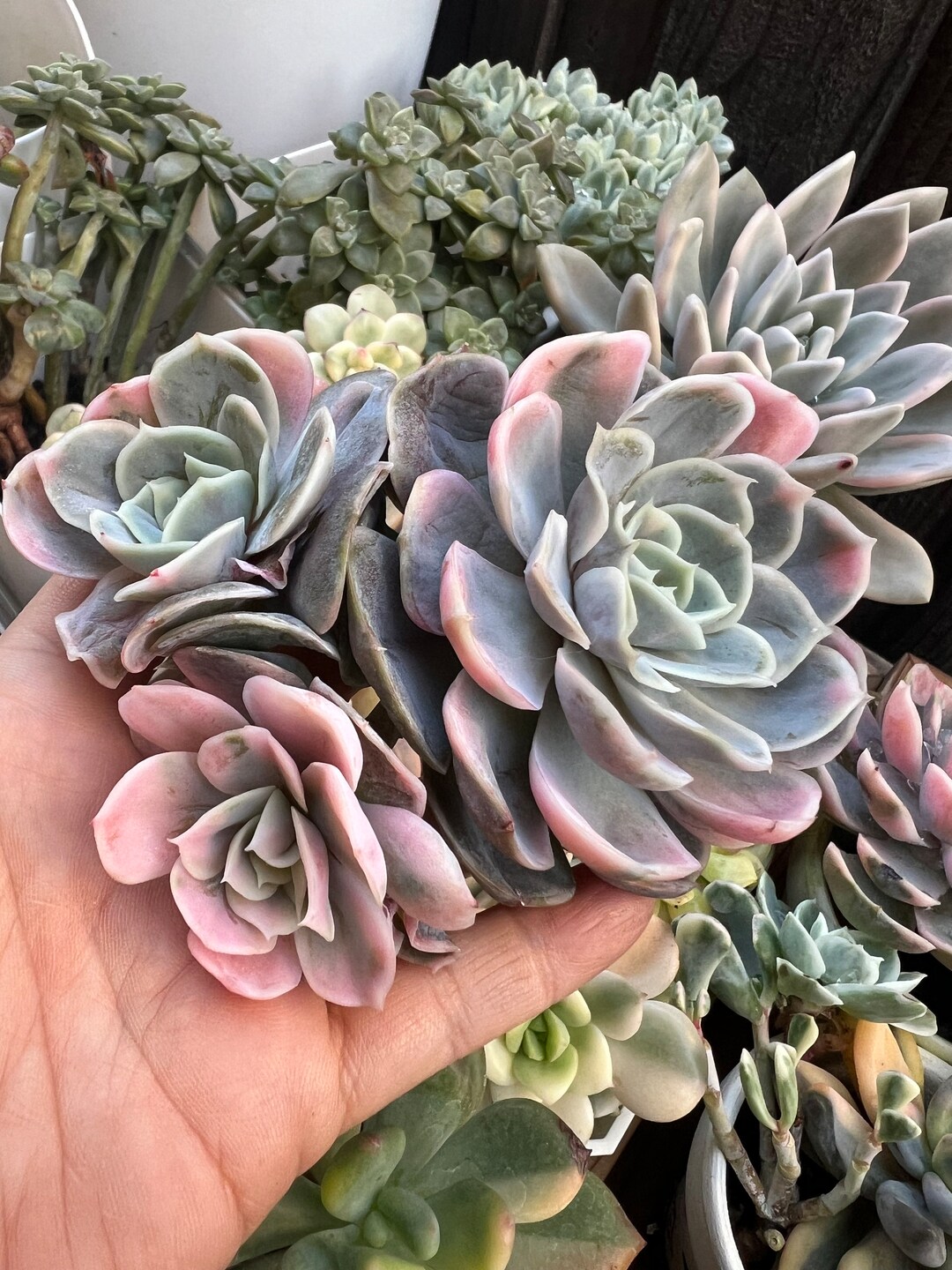 Echeveria Blue Surprise Variegated Pink Cluster - Etsy