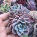 Echeveria Ellen Variegated - Etsy