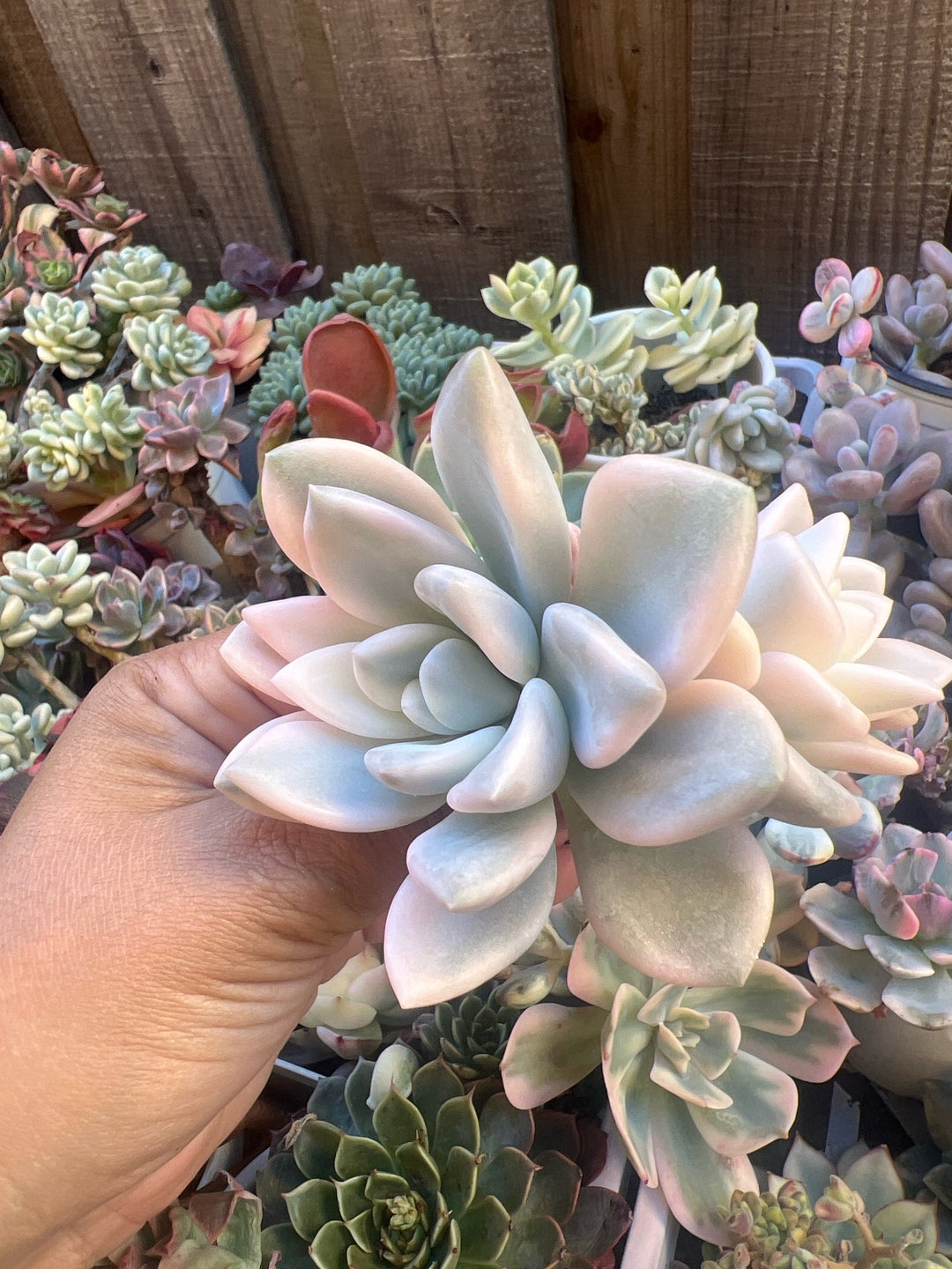 Echeveria Opalina Variegated Succulent - Etsy