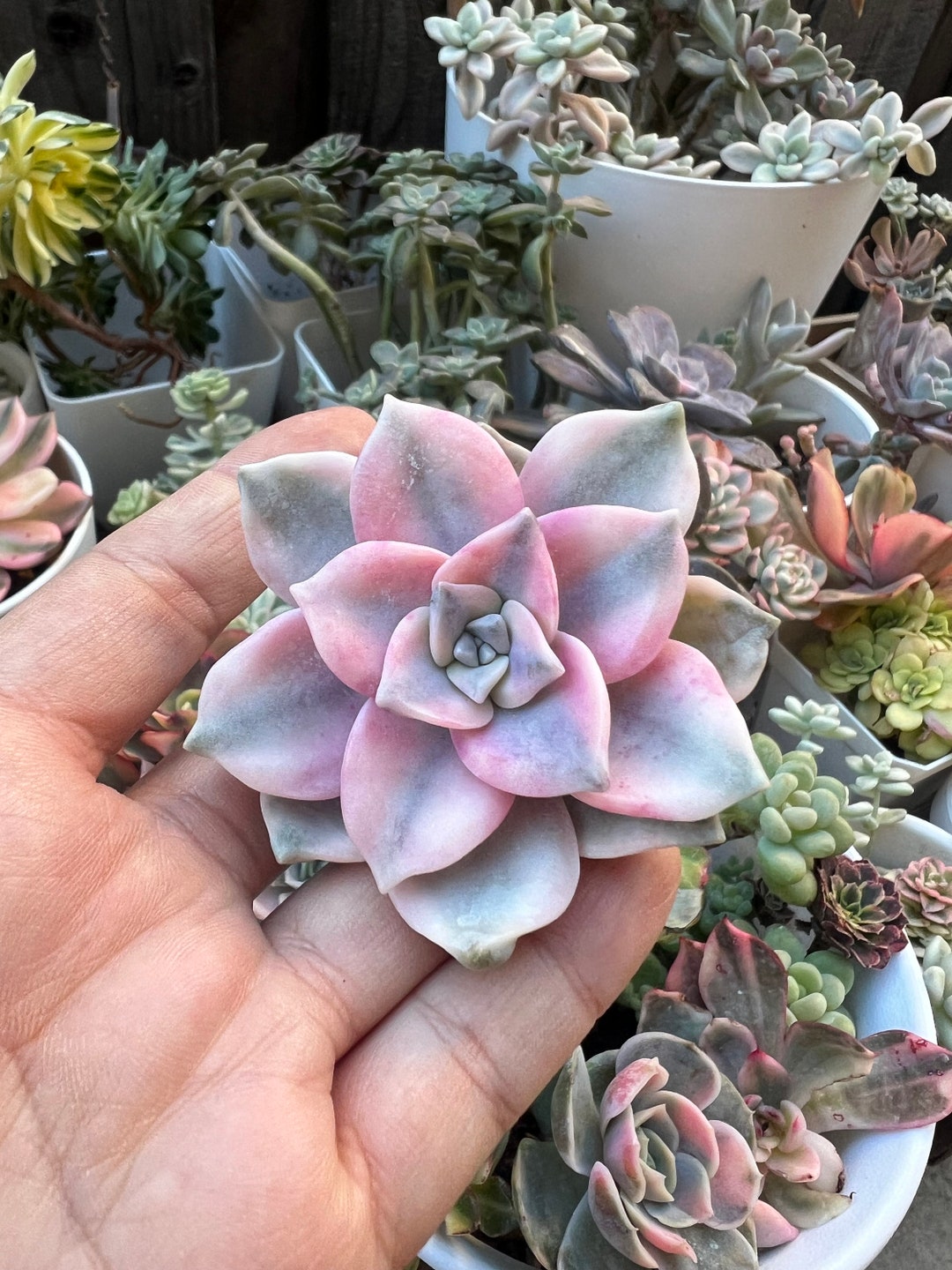 Echeveria Purple Delight Variegated Pastel Pink Succulent - Etsy