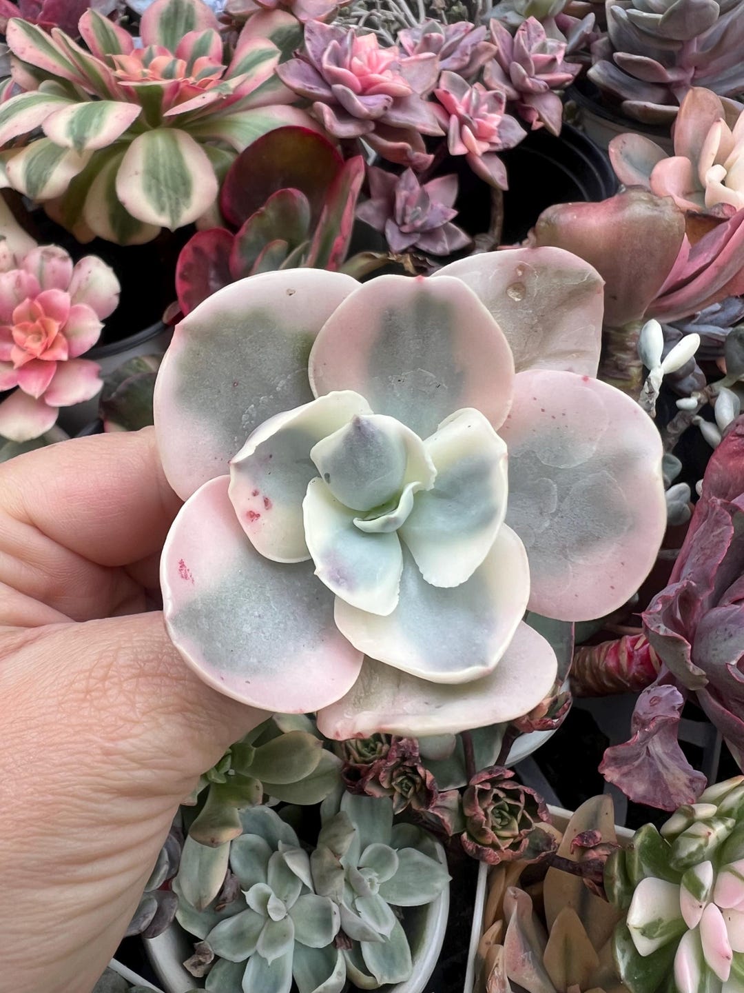 Echeveria Pink Moon Light Variegated - Etsy