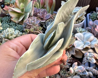 Crassula Falcata Propeller Plant Red Flowers Succulent Rare 10 Seeds ...