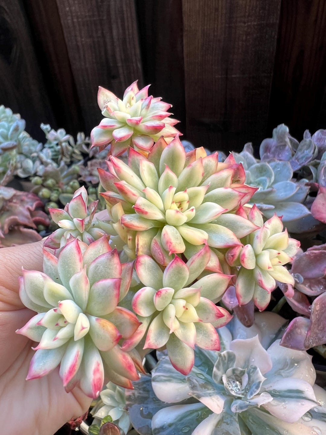 Echeveria Mebina Variegated Succulent - Etsy