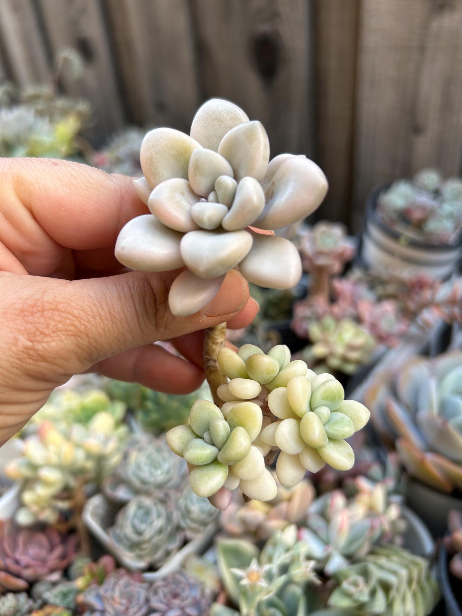 Echeveria Ellen Variegated Succulent - Etsy