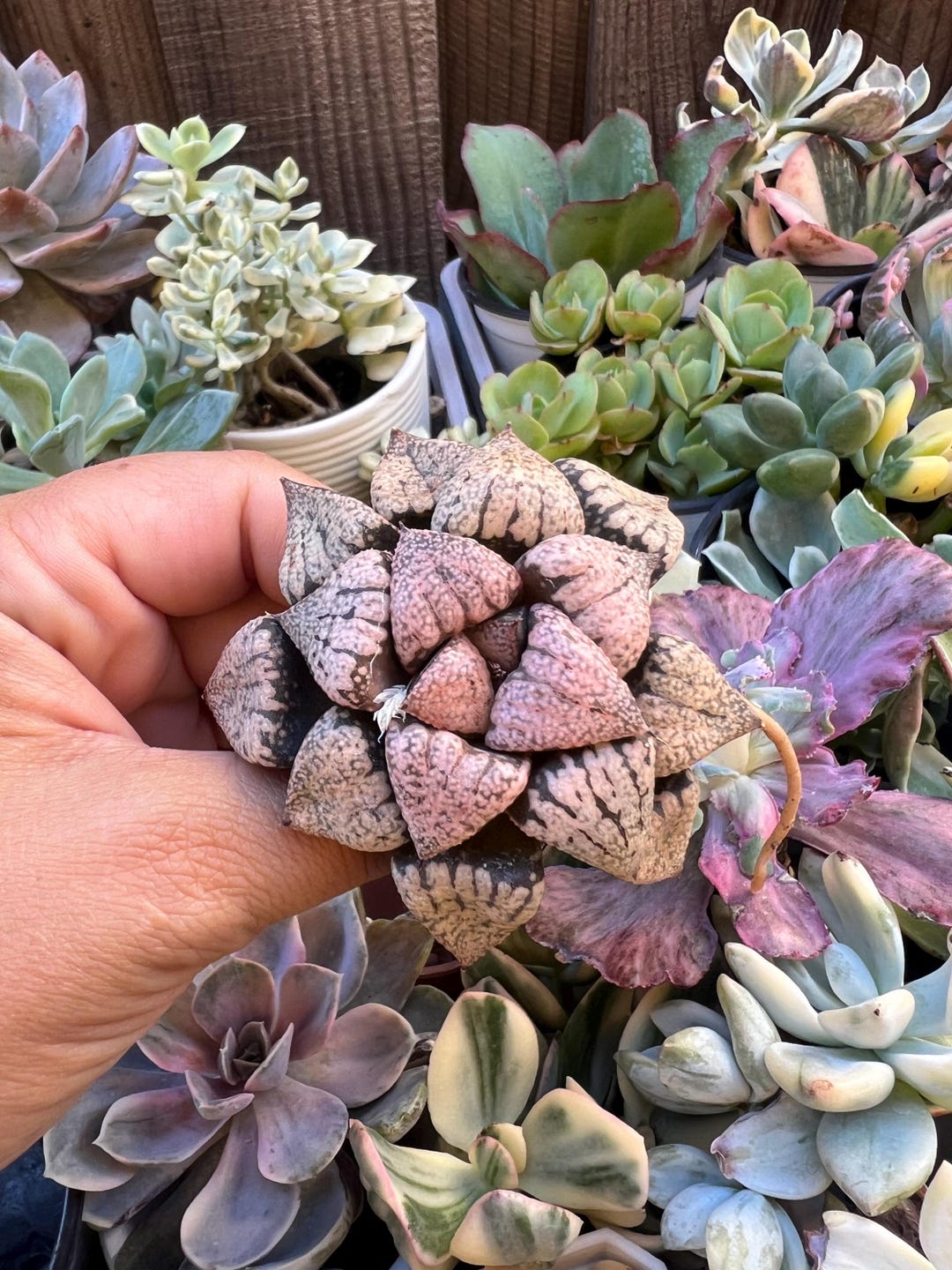Haworthia Picta Metallic Red - Etsy