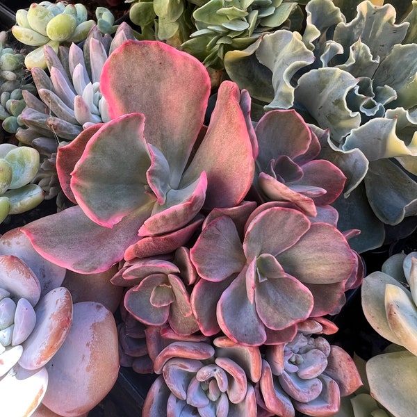 Variegated Rock Succulent - Etsy