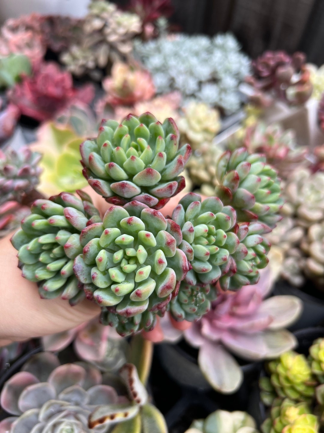 Blue Elf Pink Succulent Cluster - Etsy