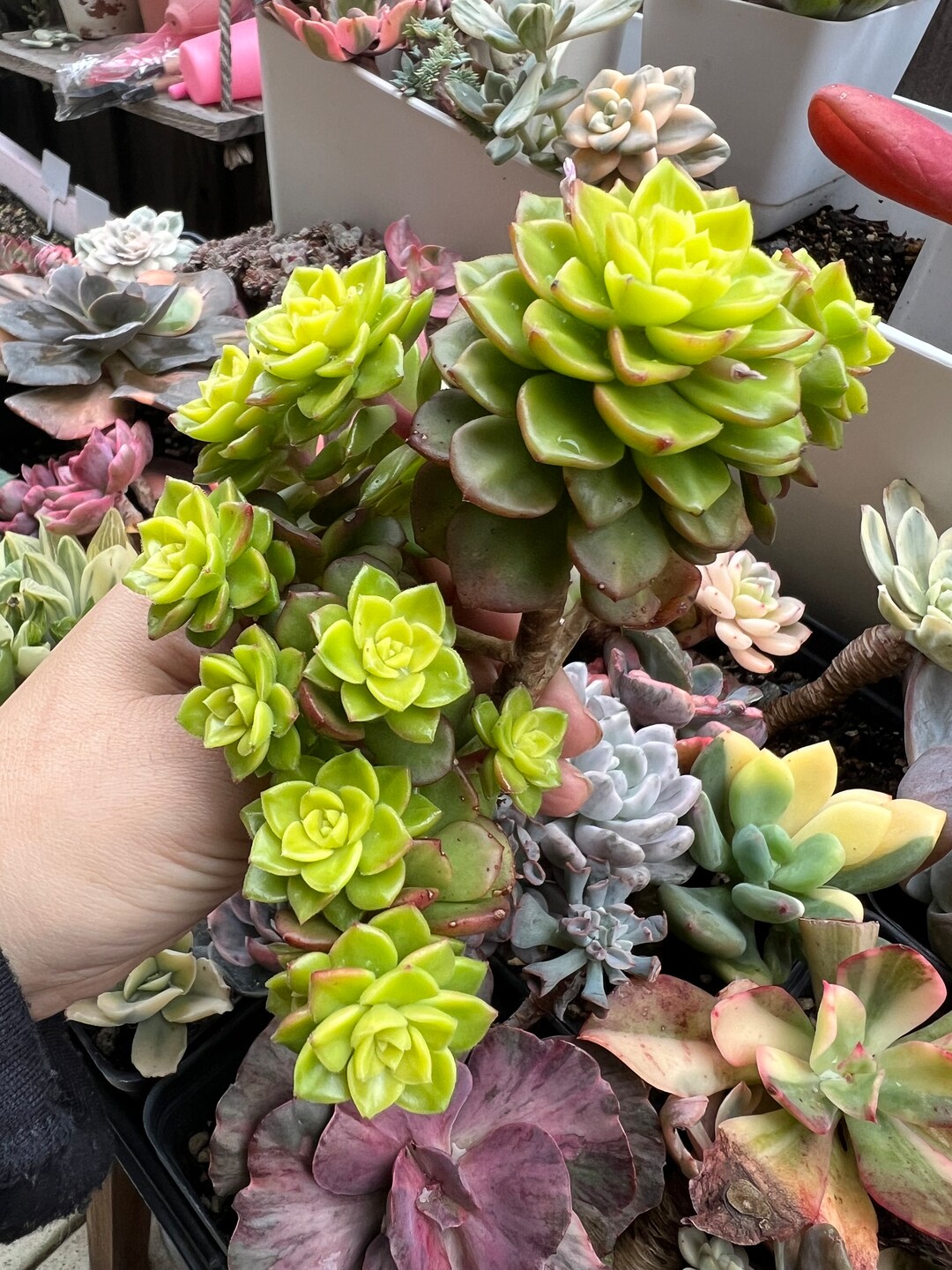 Echeveria Magic Succulent Cluster - Etsy