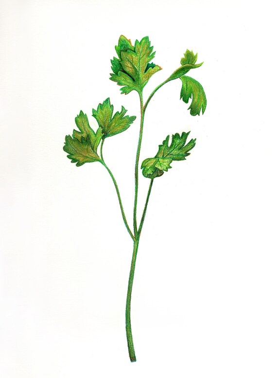 Parsley Illustration