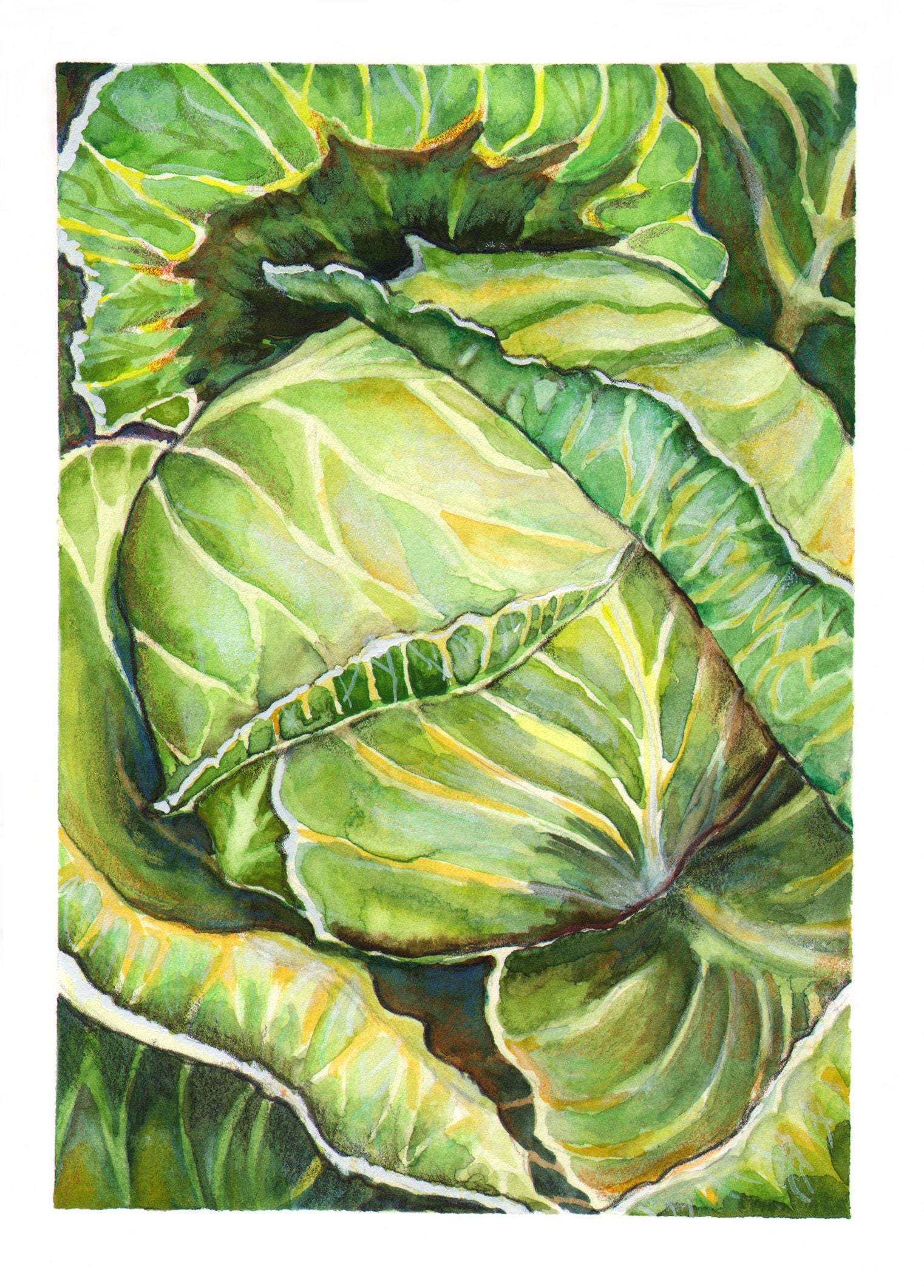 Cabbage Painting