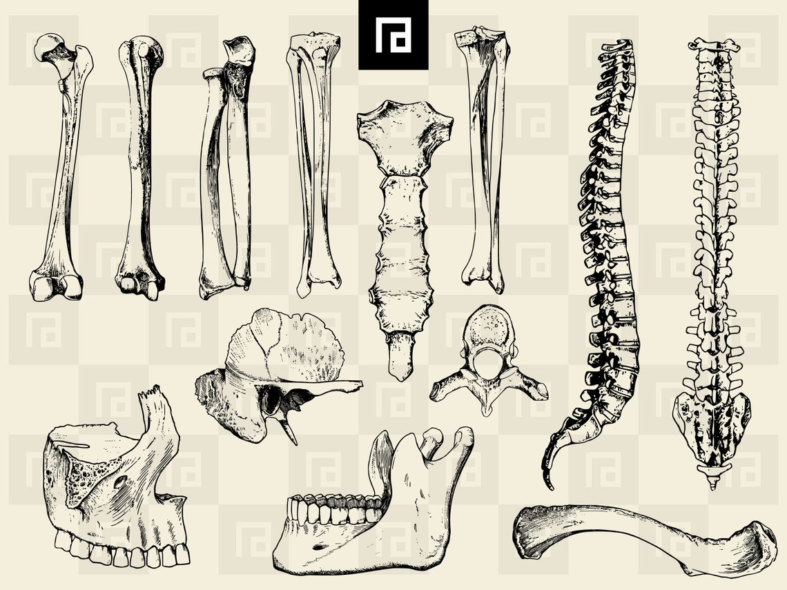 Hand Drawn Human Skeleton Bones SVG PNG Bundle 2, Anatomical Art ...