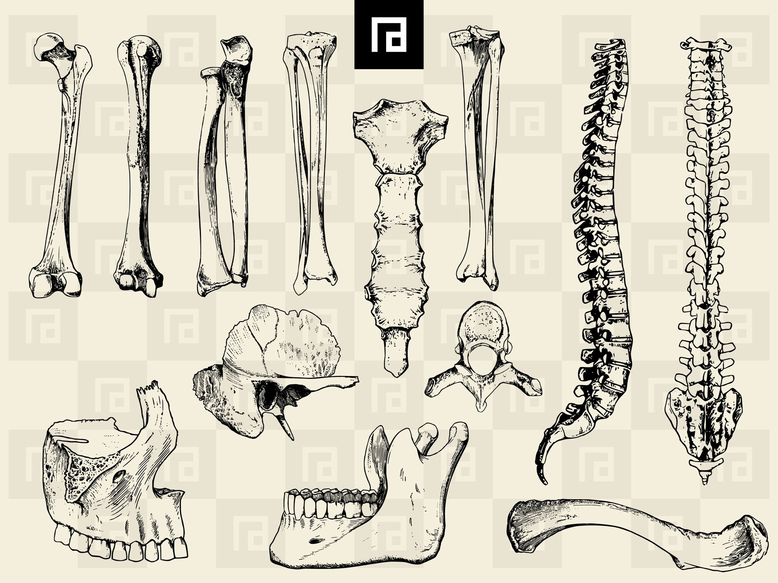 Hand Drawn Human Skeleton Bones SVG PNG Bundle 2, Anatomical Art ...
