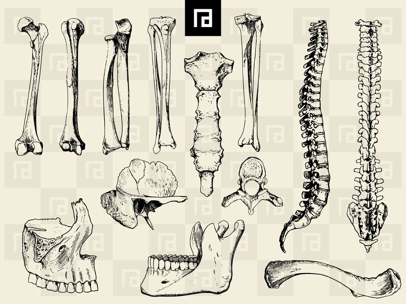 Hand Drawn Human Skeleton Bones SVG PNG Bundle 2, Anatomical Art ...