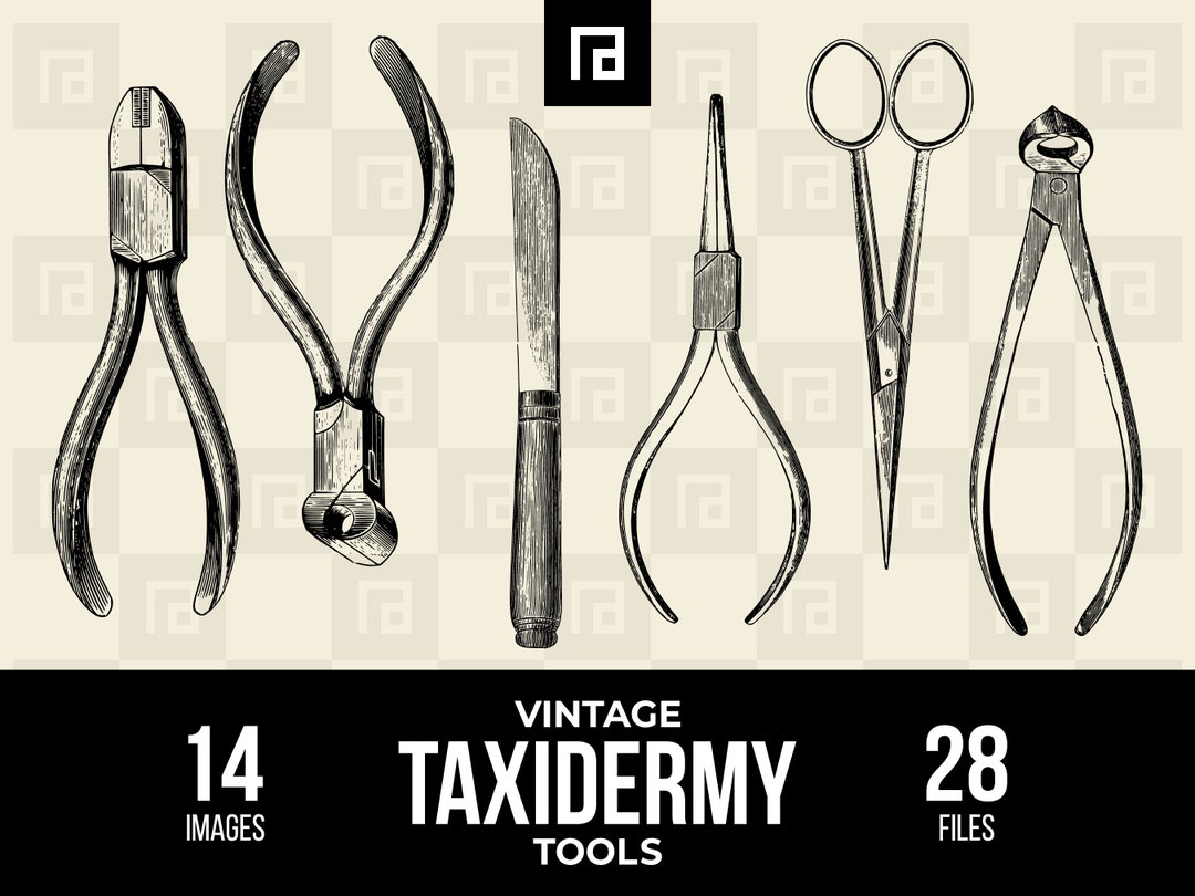 Vintage Taxidermy Tools SVG PNG Bundle, Various Hand-drawn Scalable ...