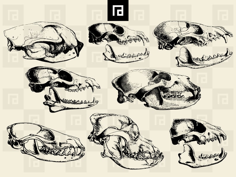 Animal Skulls SVG PNG Bundle, Domestic and Wild Animals Skull ...