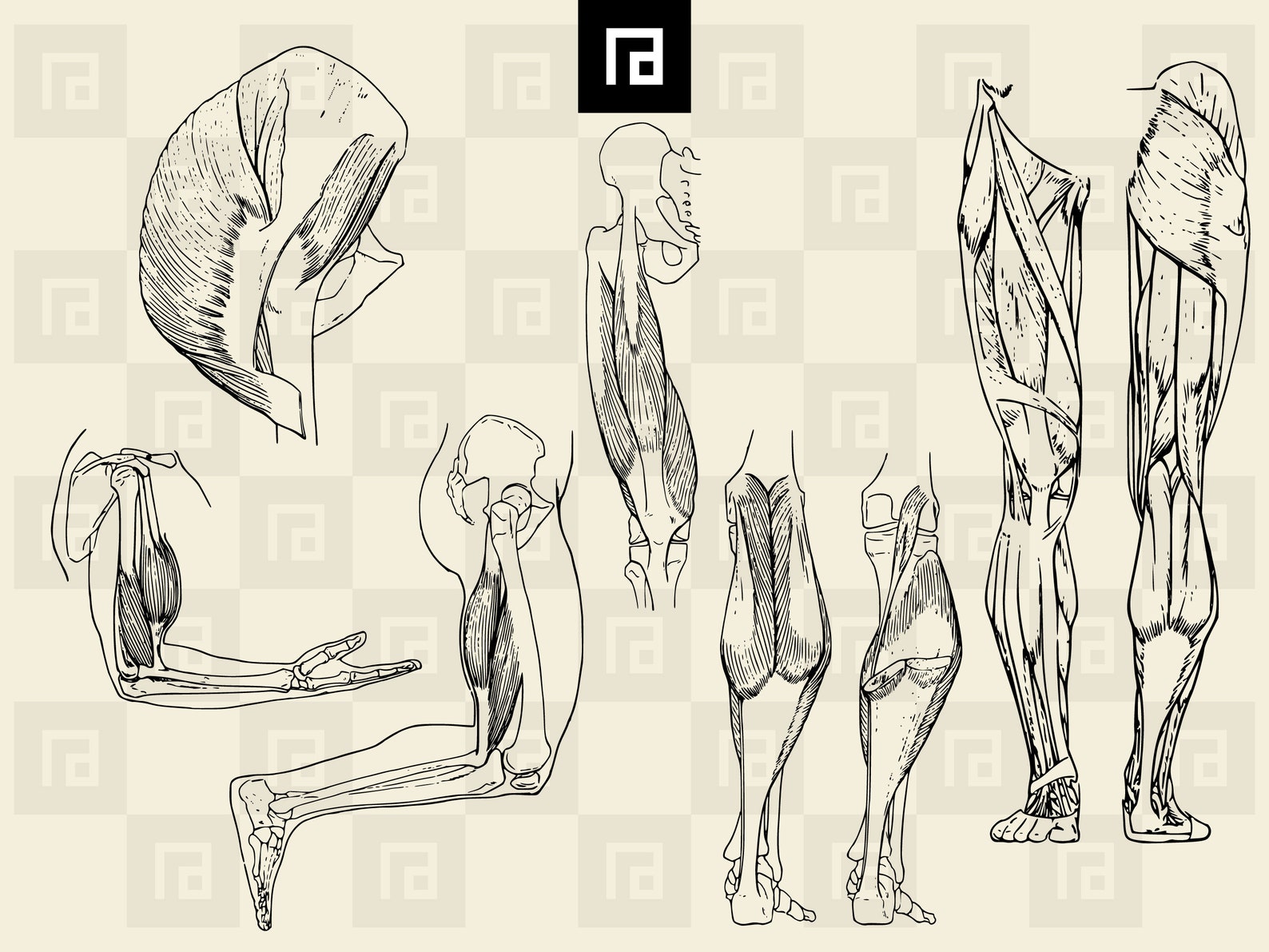Hand-drawn Human Muscles SVG PNG Bundle, Anatomy Illustrations, Core ...