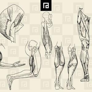 Hand-drawn Human Muscles SVG PNG Bundle, Anatomy Illustrations, Core ...