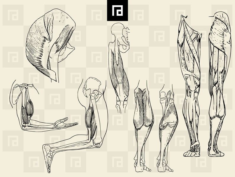 Hand-drawn Human Muscles SVG PNG Bundle, Anatomy Illustrations, Core ...