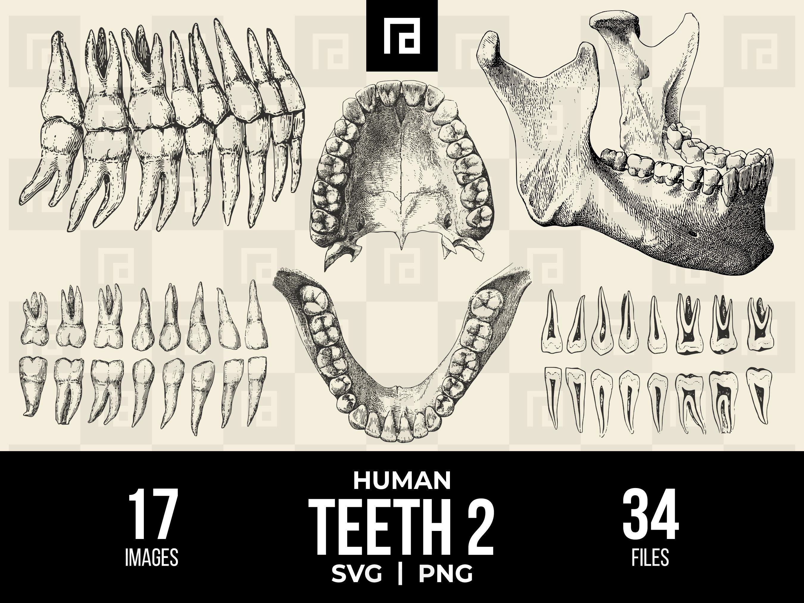 Human Teeth SVG PNG Bundle 2, Hand Drawn Full Arch of 32 Teeth Clipart ...