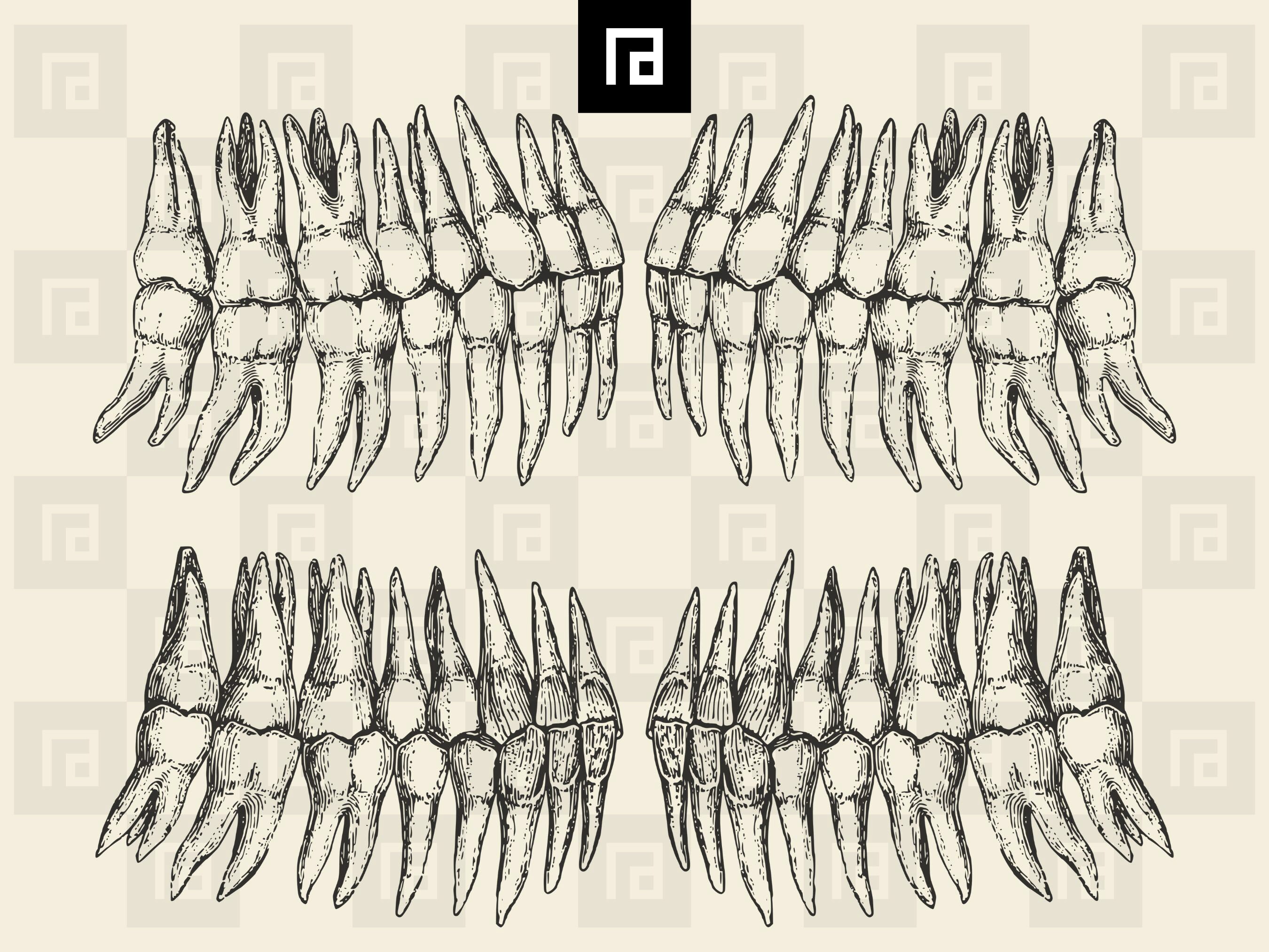 Human Teeth SVG PNG Bundle 2, Hand Drawn Full Arch of 32 Teeth Clipart ...
