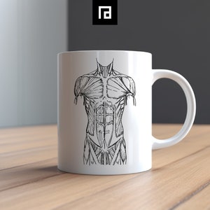 Hand-drawn Human Muscles SVG PNG Bundle, Anatomy Illustrations, Core ...