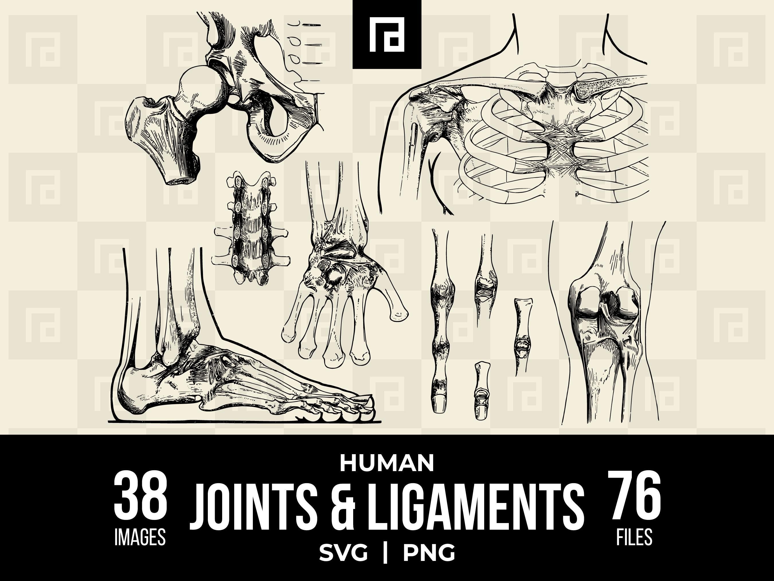 Human Joints and Ligaments SVG PNG Collection, Hand Drawn Ankle, Knee ...