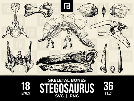 Dibujo De Esqueleto De Estegosaurio