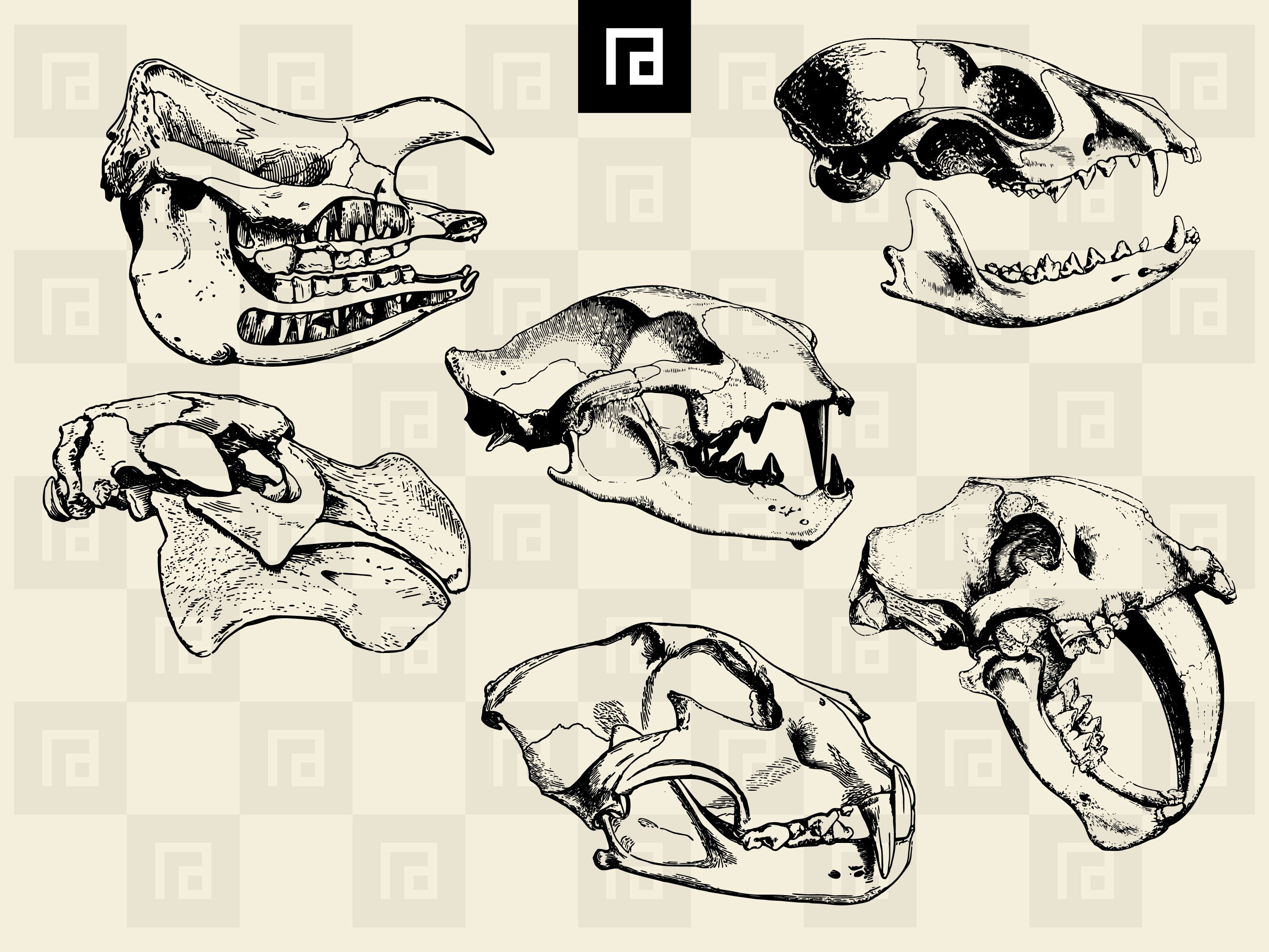 Animal Skulls SVG PNG Bundle 3, Domestic and Wild Animals Skull ...