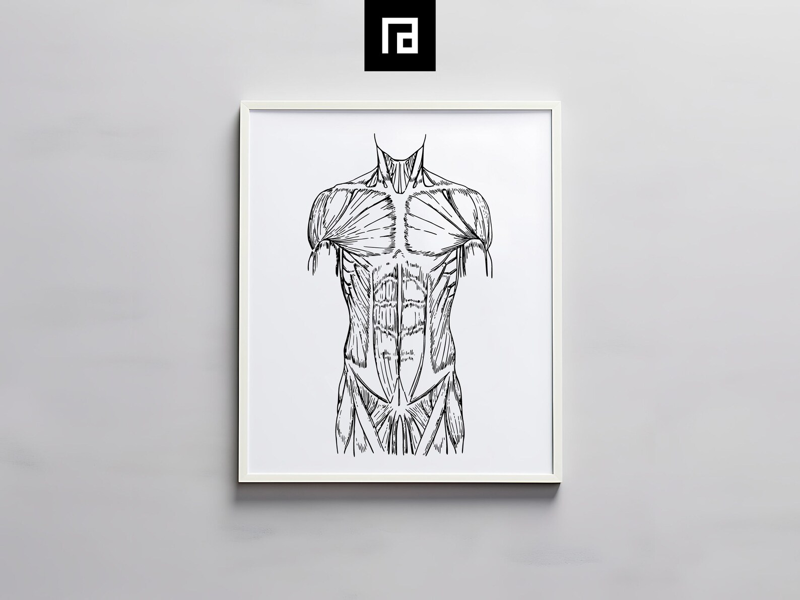 Hand-drawn Human Muscles SVG PNG Bundle, Anatomy Illustrations, Core ...