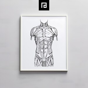 Hand-drawn Human Muscles SVG PNG Bundle, Anatomy Illustrations, Core ...