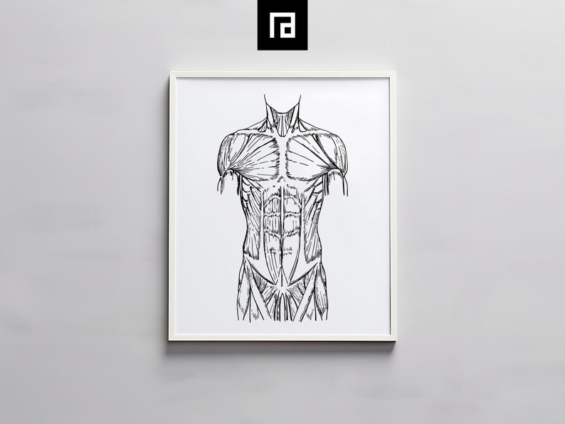 Hand-drawn Human Muscles SVG PNG Bundle, Anatomy Illustrations, Core ...