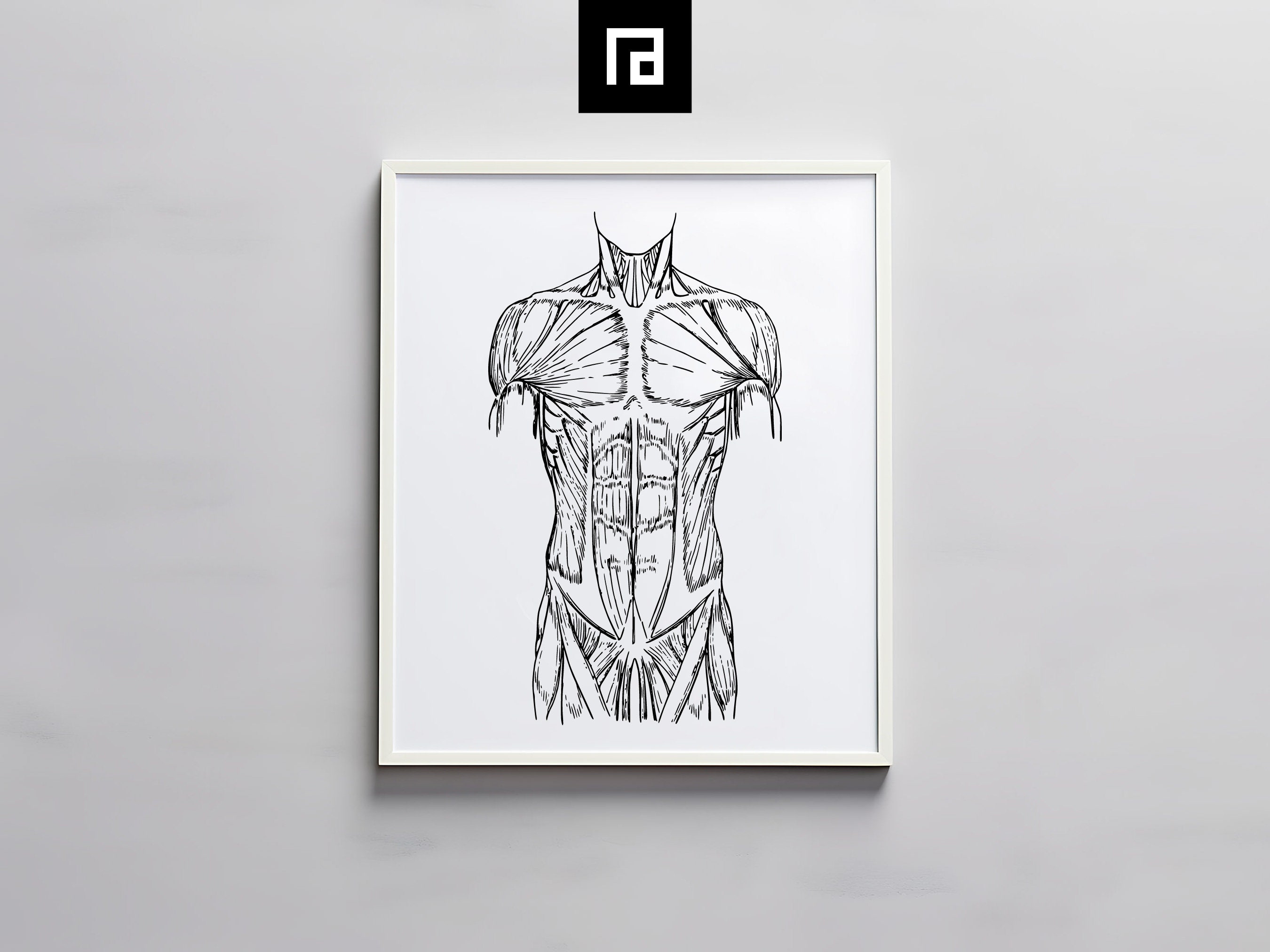 Hand-drawn Human Muscles SVG PNG Bundle, Anatomy Illustrations, Core ...