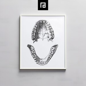 Human Teeth SVG PNG Bundle 2, Hand Drawn Full Arch of 32 Teeth Clipart ...