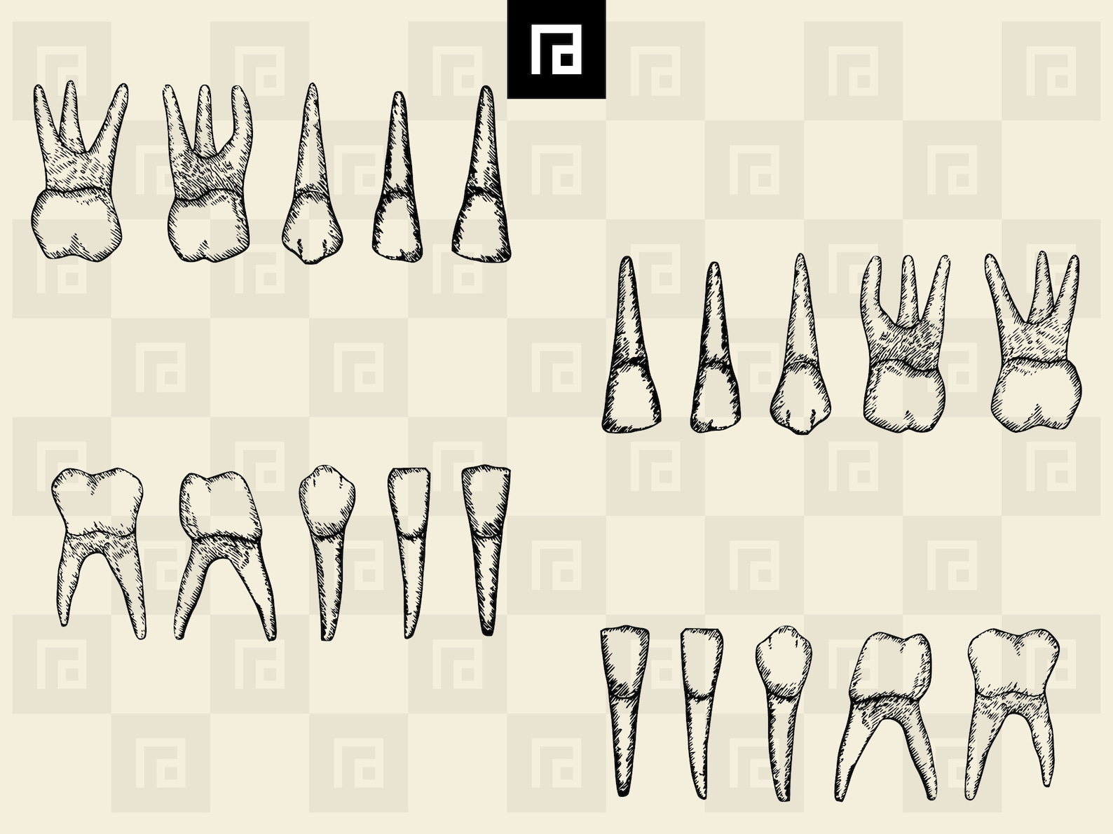Human Teeth SVG PNG Bundle, Hand-drawn Permanent Teeth, Deciduous Teeth ...