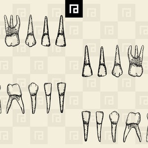 Human Teeth SVG PNG Bundle, Hand-drawn Permanent Teeth, Deciduous Teeth ...