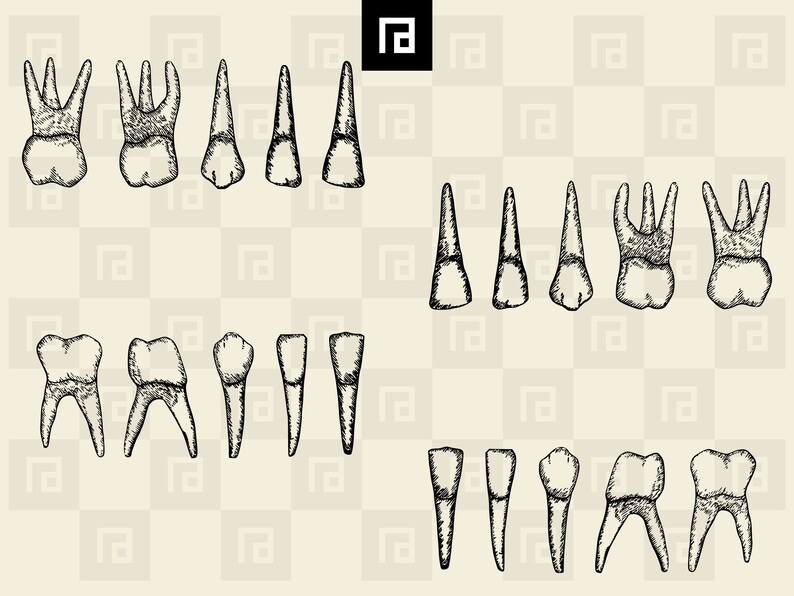 Human Teeth SVG PNG Bundle, Hand-drawn Permanent Teeth, Deciduous Teeth ...