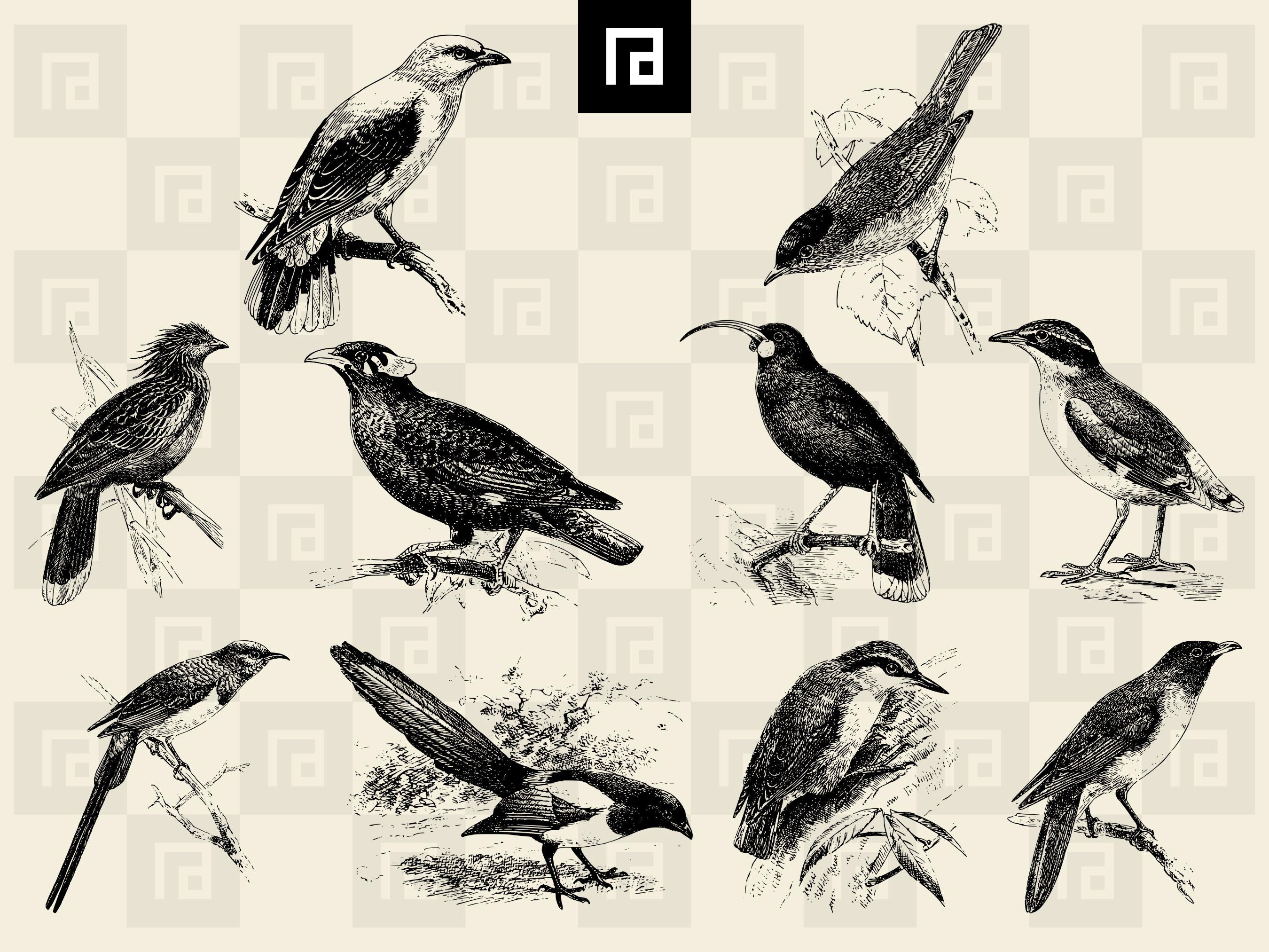 Hand Drawn Birds SVG PNG Bundle 4, Ornithology Digital Drawings ...
