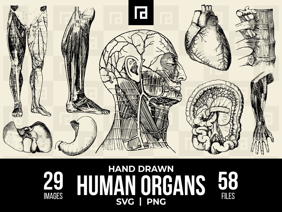 Hand Drawn Human Organs SVG PNG Bundle, Muscles, Joints, Ligaments ...