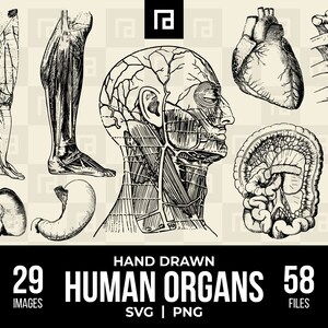 Hand Drawn Human Organs SVG PNG Bundle, Muscles, Joints, Ligaments ...