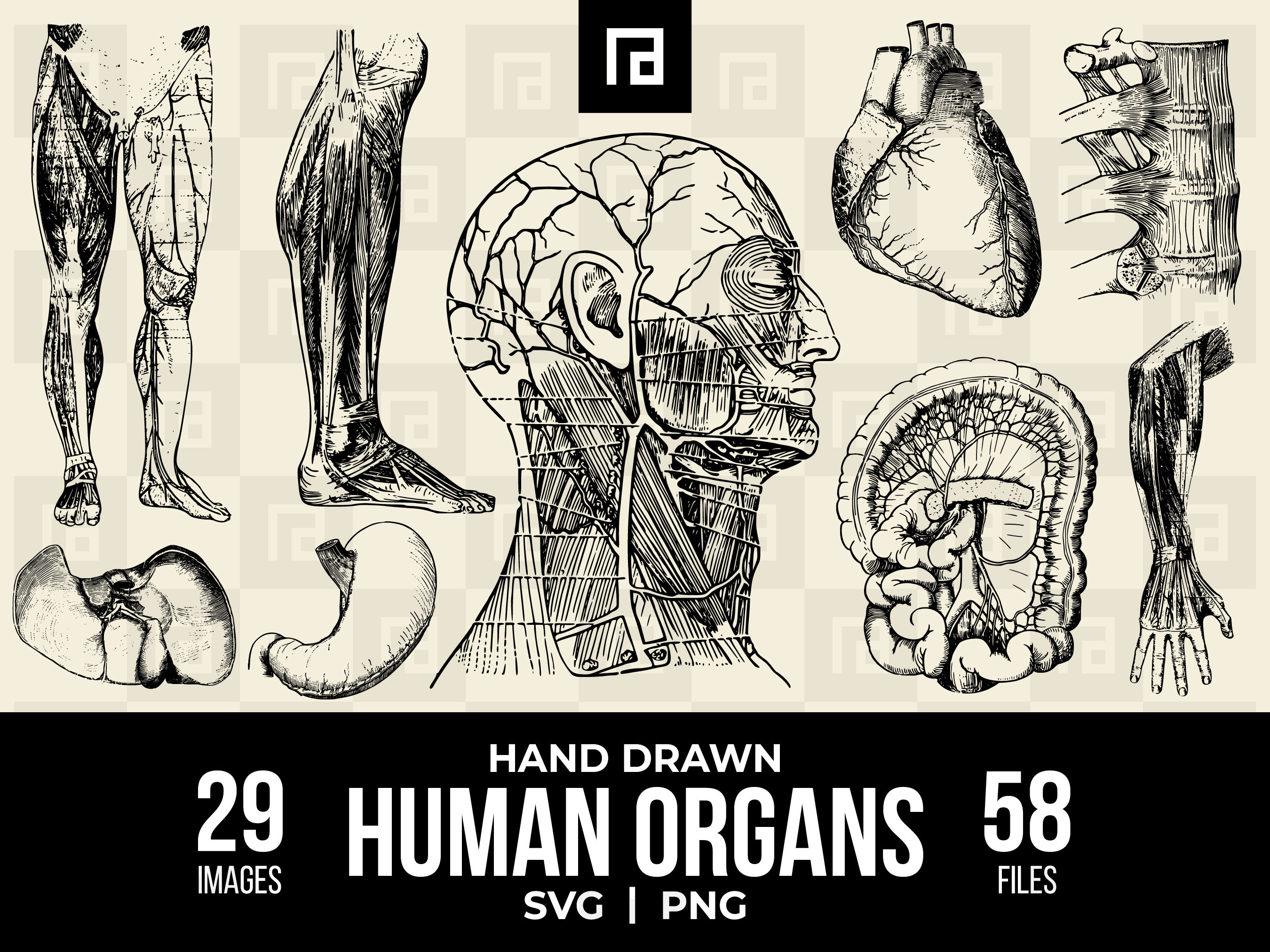 Hand Drawn Human Organs SVG PNG Bundle, Muscles, Joints, Ligaments ...