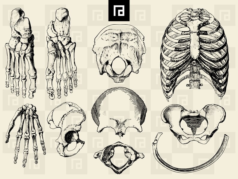 Hand Drawn Human Skeleton Bones SVG PNG Bundle 2, Anatomical Art ...