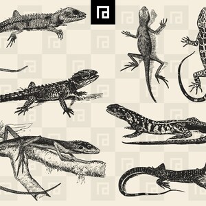 Vintage Lizards SVG PNG Bundle, Hand Drawn Reptile Vector Graphics ...