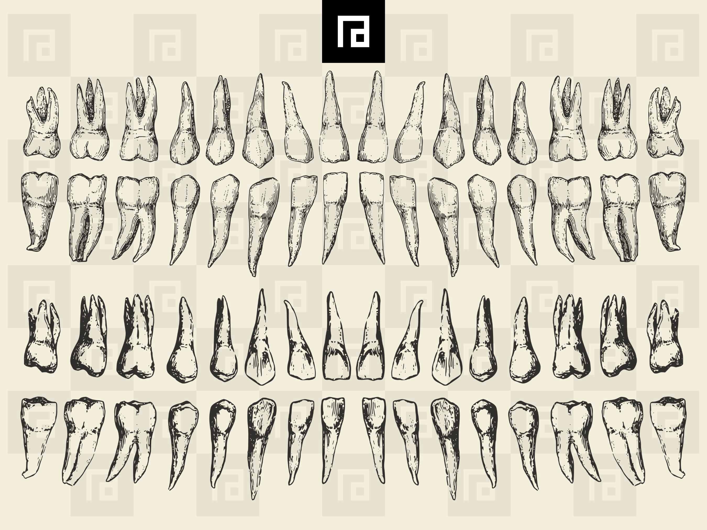Human Teeth SVG PNG Bundle 2, Hand Drawn Full Arch of 32 Teeth Clipart ...